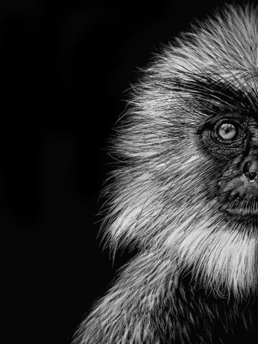 Animals Art Exhibition – 2023 – Ten Moir Gallery